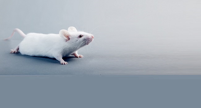 Nutrient requirements of germ-free mouse diet - Synergy Bio