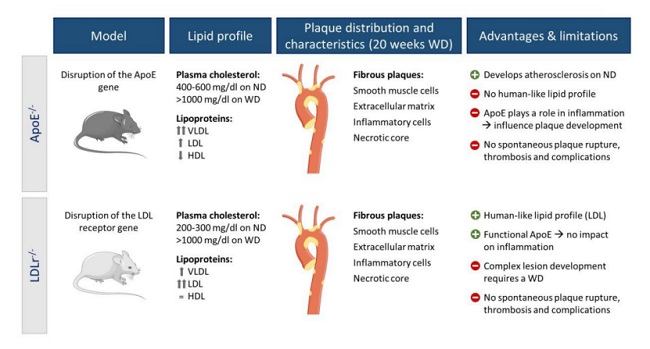 Comparison of Diet-induced Atherosclerosis in apoE and LDLR Mice - Synergy Bio